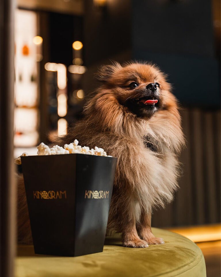 Poznaj Kinogram – KINOGRAM